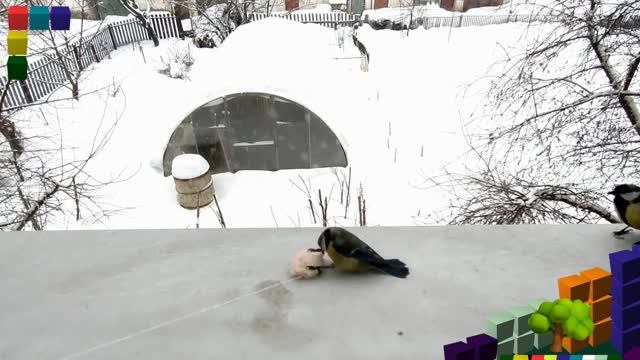 Синицы в лицах - 1.mp4