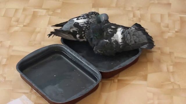 Волнистый попугай купается с голубями в квартире ✿ Budgie and pigeons bathe in the apartment.mp4