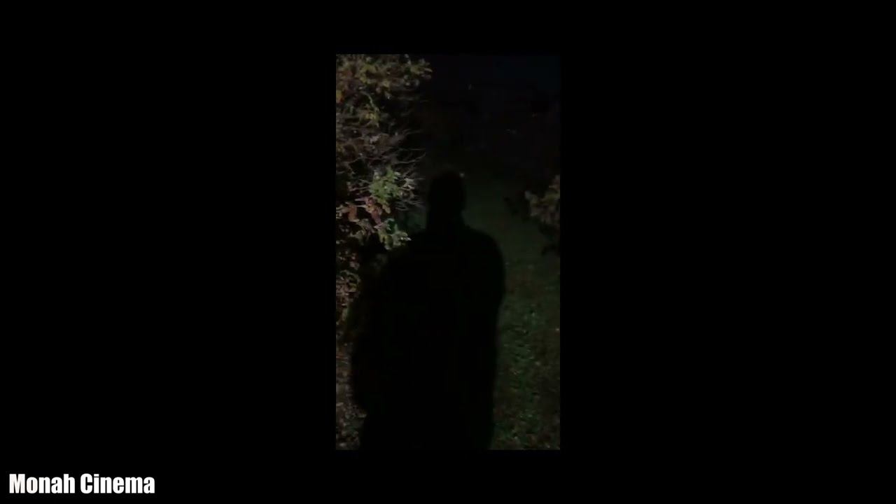 Лиса патрикеевна ворует кошачий корм