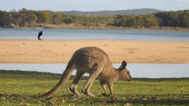 Ваша Кошка Съест Вас, Если Вы Умрёте в Одиночестве. Парад Фактов 6