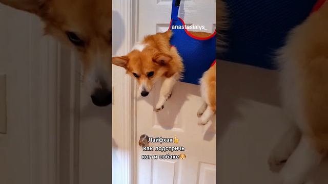Лайфхак 👍 как подстричь когти собаке🐶