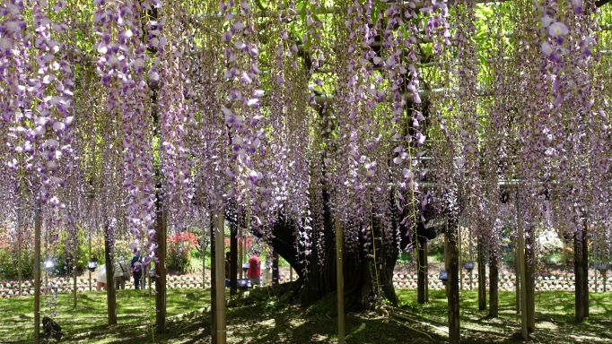 130 years old Wisteria/Blauregen/藤 Fuji/глициния in the Ashikaga Flower Park, 02.05.2022