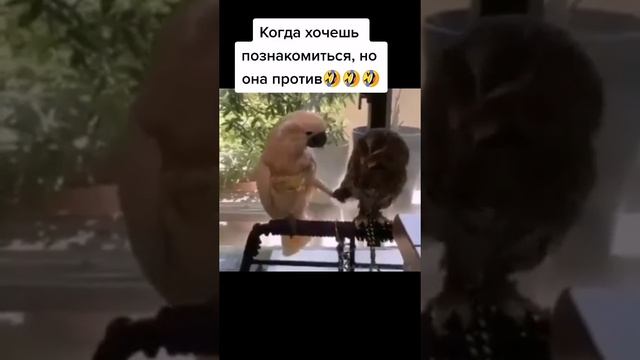 Когда очень хочется познакомится с девушкой, но она против.mp4