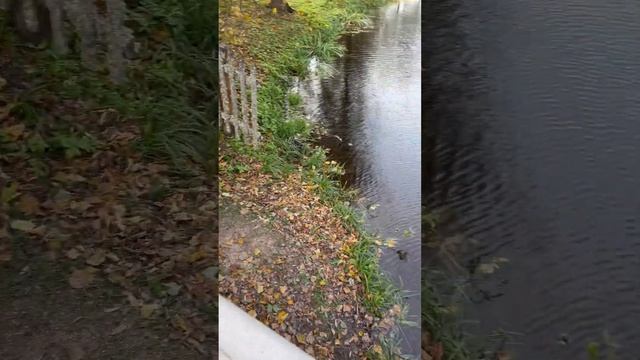 С.С. Гейченко «Завет внуку». Видео 3