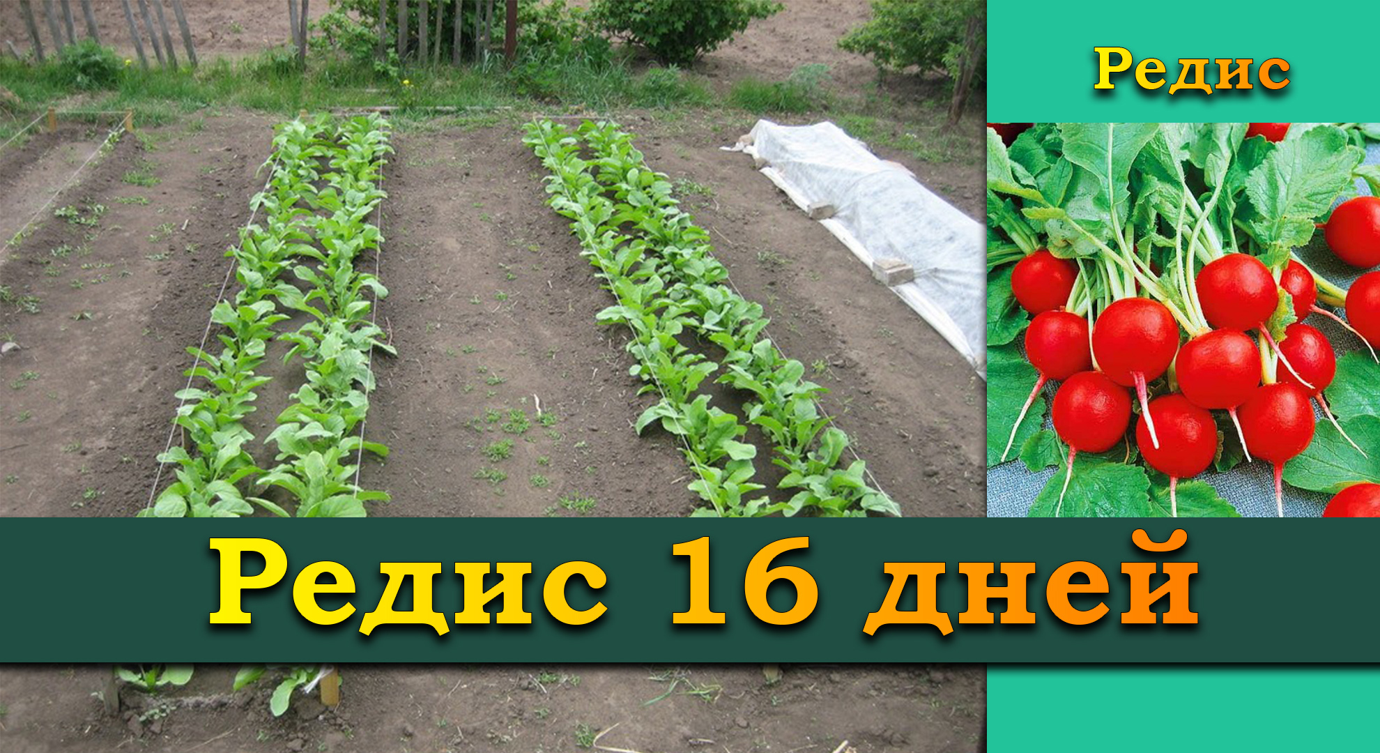 Редис 16 дней - ультраскороспелый и высокоурожайный сорт.