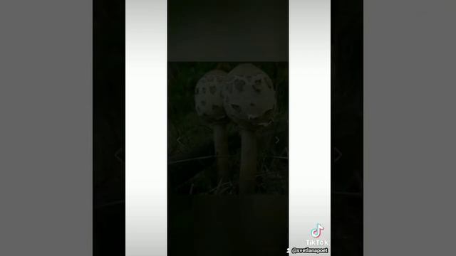 гриб-зонтик