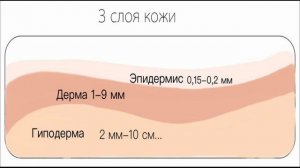 20 интересных фактов о коже человека
