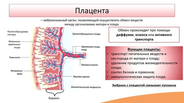 11.4. Беременность и роды