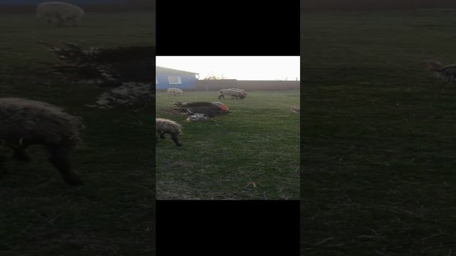 Радости весны.