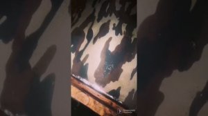 Заканчиваются корма, что делать Подкормка пчел зимой