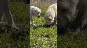 А как ты проводишь это лето? #shorts