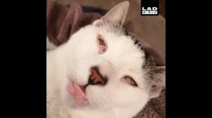 Коты спят в странных местах