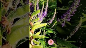 ?Когда хозяйку направляют котики ? а то совсем обленилась ?