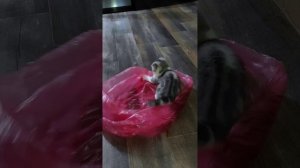 Кот в мешке ?