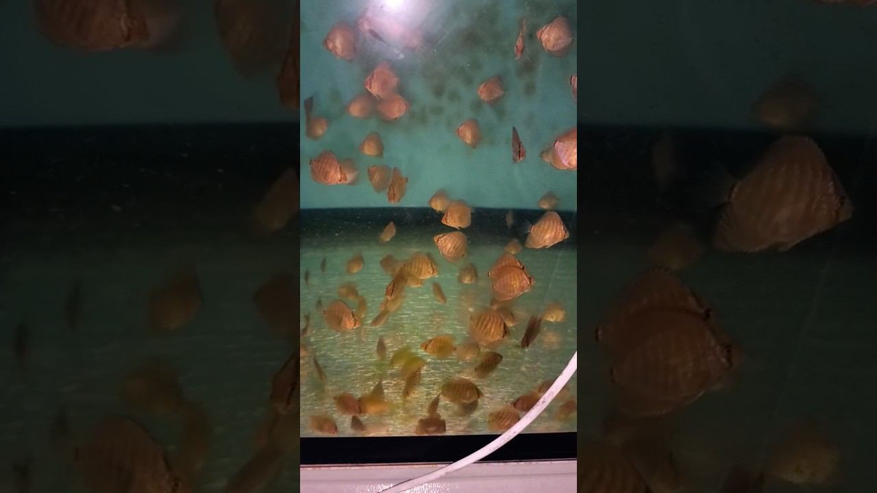 Малышня кушает фарш и растёт