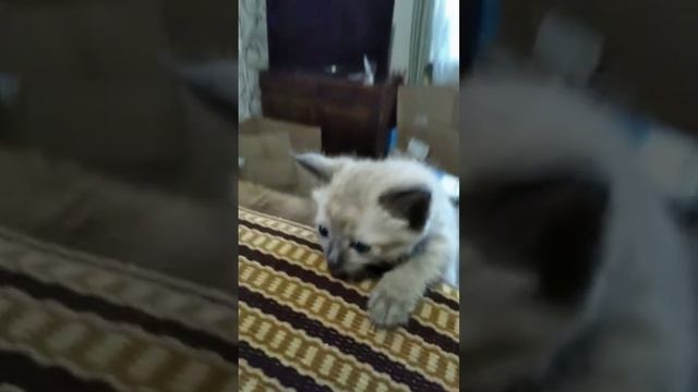 Альпинистка моя, скалолазка моя гуттаперчевая)?