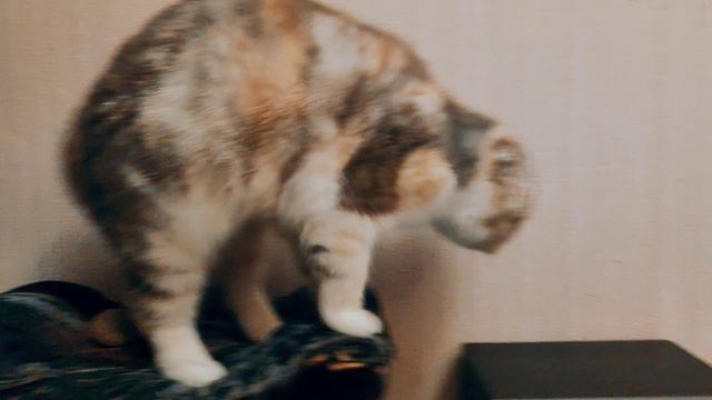 VID_20230202_211539