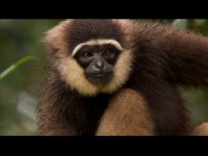 Радио Гиббон (Radio Gibbon)