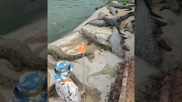 Разгон крокодилов 2