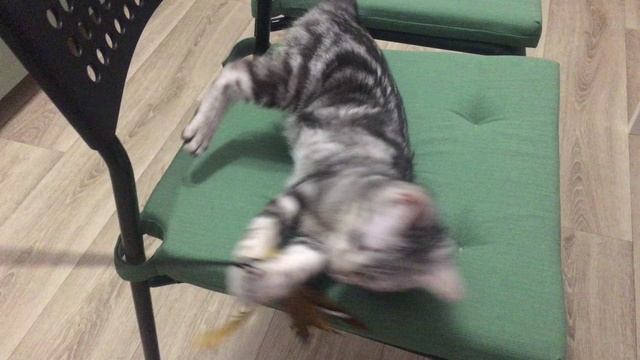 Игривая кошечка