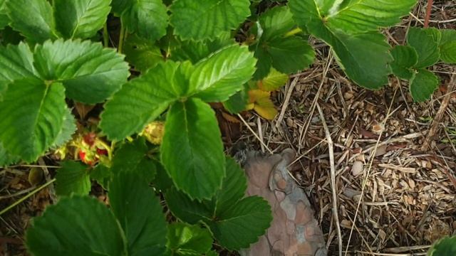 Обзор клубники (земляники) на моей даче