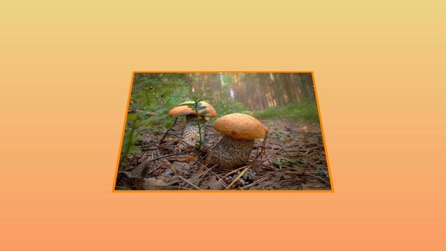 Проект по Х со сменой фото.PTE AV Studio.