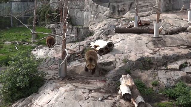 Медведицы Коркеасаари