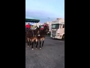Мастер парковки на ослах
