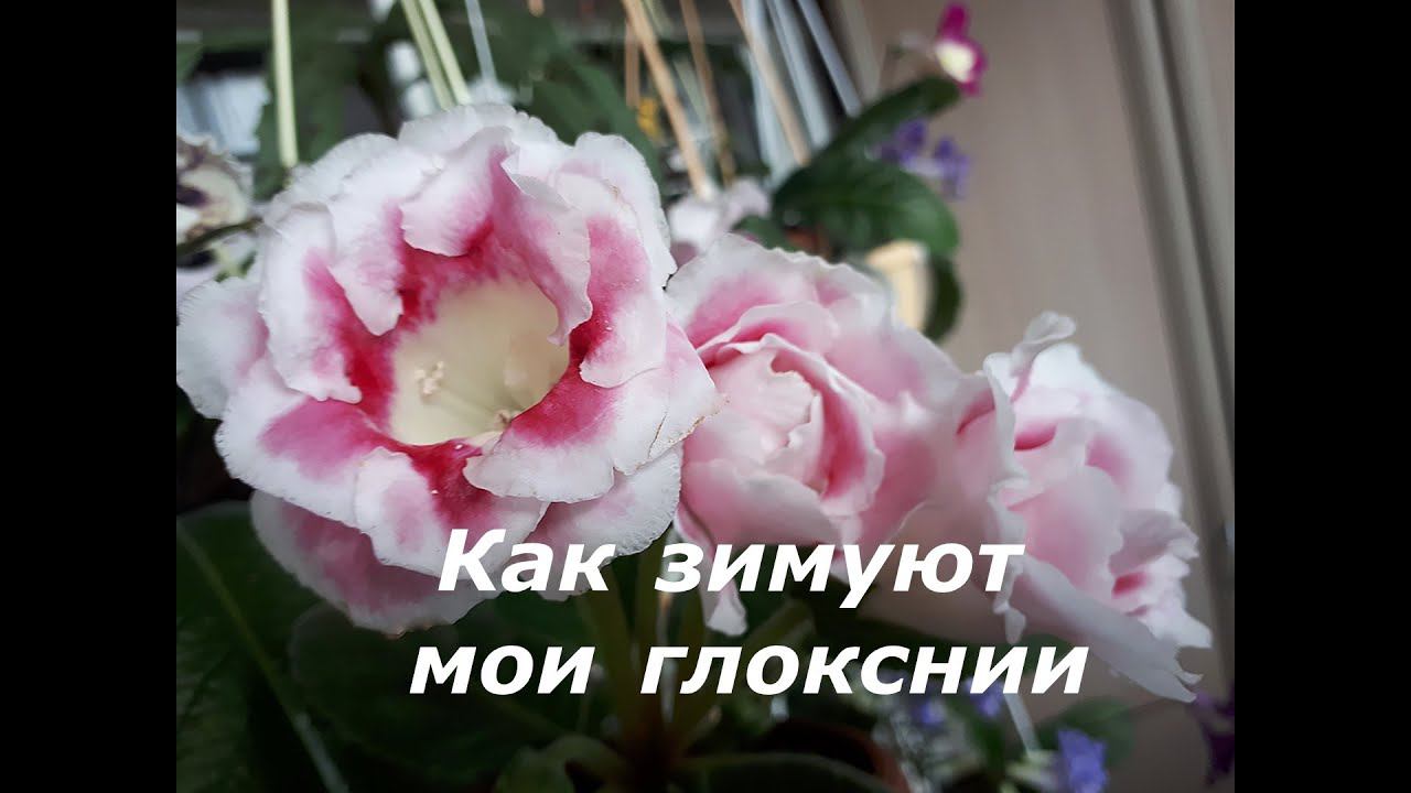 Глоксинии зимой. Как зимуют мои глоксинии?