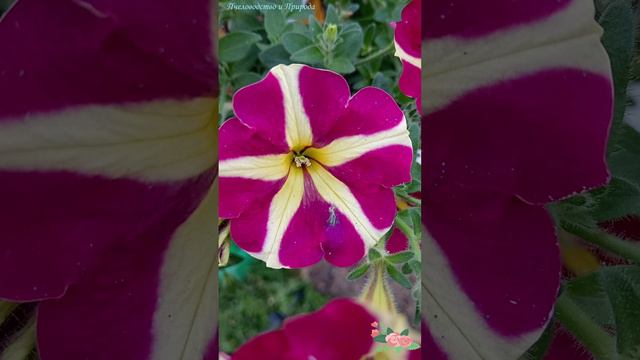 Петуния Аморе Фиеста
