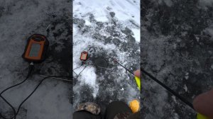 Рыба есть