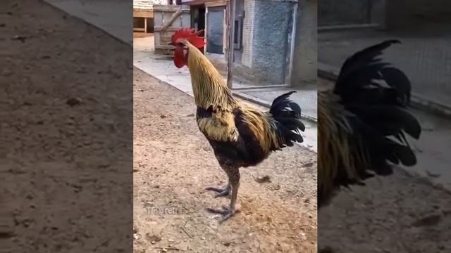 Карточка видео