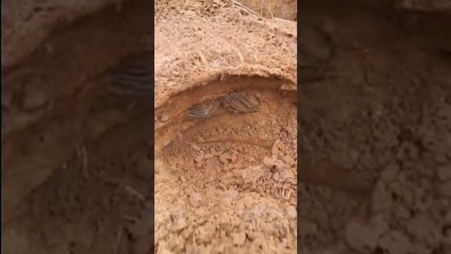 ПОВЕЗЛО ТАК ПОВЕЗЛО. СТО КИЛОГРАММОВЫЙ КАБАНЧИК ПО СРЕДИ ДОРОГИ