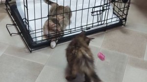 Алиса решила, что через клетку удобнее играться