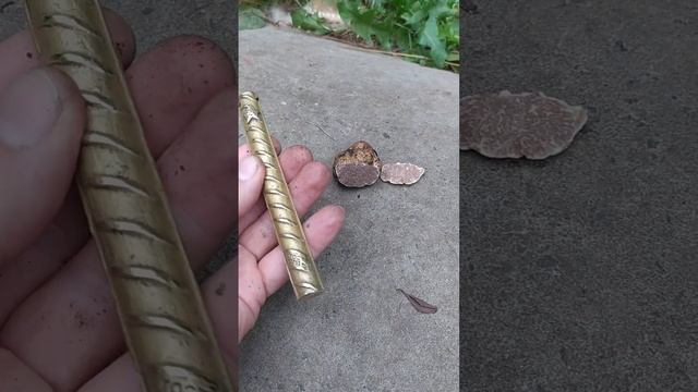 Нашëл белый трюфель в Петербурге