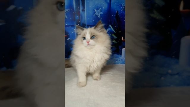 ШОУ котенок блю биколор рэгдолл. Ragdoll Fairy-tale Family & Reborn Rich