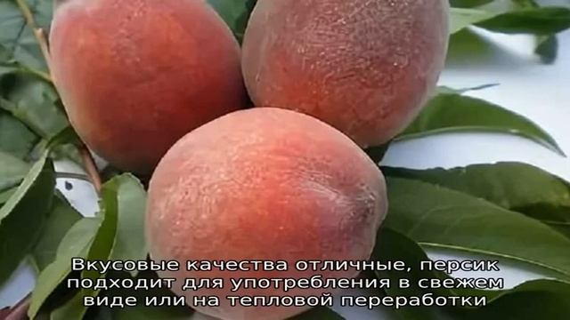 Лучшие сорта персика для Подмосковья - смотреть видео онлайн от ...