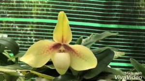 Paph. Hangianum