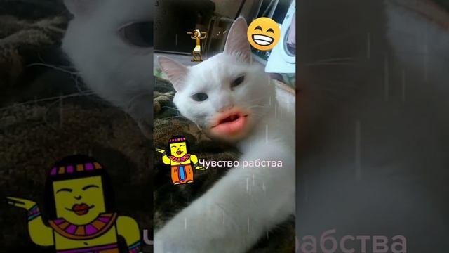 #смешной#юмор#смех#рекомендация