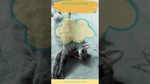 Кошечки и Шуточки! (21)