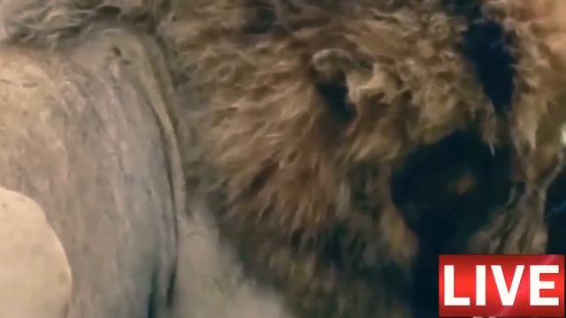Лев и буйвол битва не на жизнь а на смерть