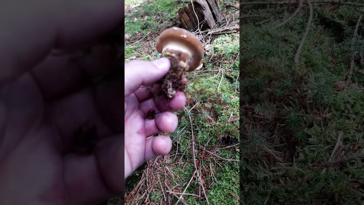 Что за гриб?