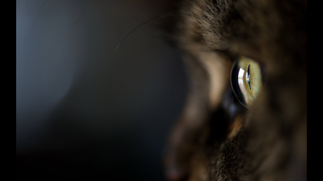 Меня всегда пробирает дрожь, когда я вижу кошку, видящую то, чего не вижу я