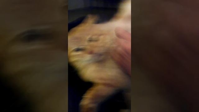 стрижом кота машинкой для  волос
