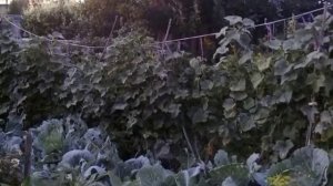 Борки#дача на берегу р. Ишим.