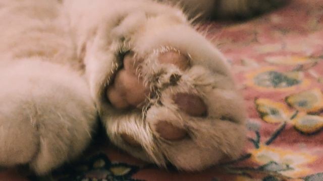 VID_20230201_205226