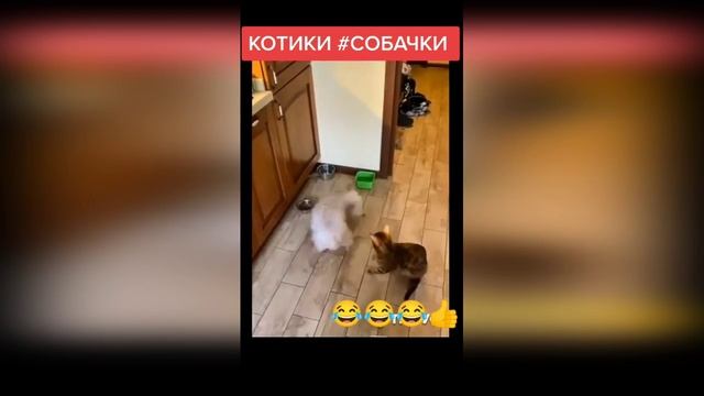 Самые смешные животные / Приколы с котами и собаками 2022 (# 41)