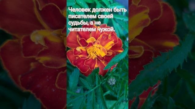 Смысловая цитата #1