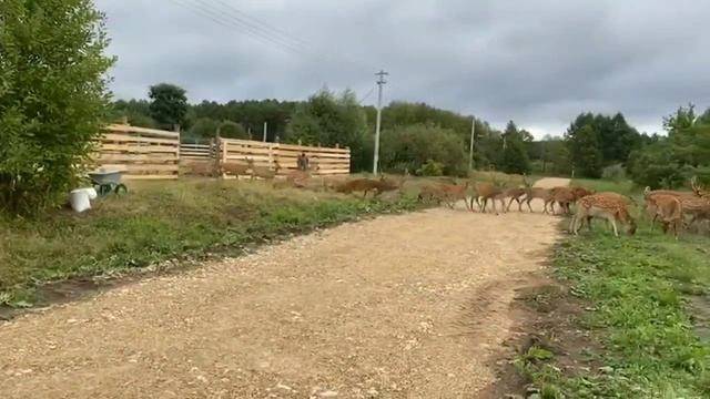 В Рыбно-Слободском районе Рустам Минниханов посетил экопарк Дикая ферма ТНВ.