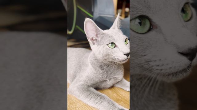 Изумрудные глаза и мурлыканье на всю комнату! 😻🎶 #РусскаяГолубая